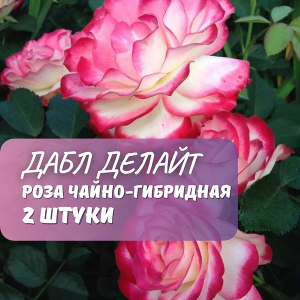 Роза чайно-гибридная Дабл Делайт 2 шт / саженец розы - купить с ...