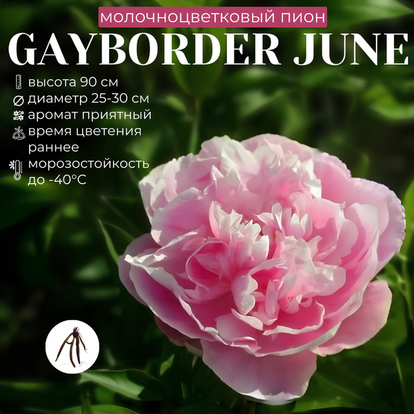 Саженец пиона Gayborder June - купить с доставкой по выгодным ценам в интернет-магазине OZON ...