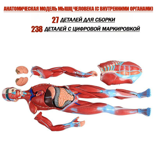 Характеристики Анатомическая модель мышц человека с моделью внутренних ...