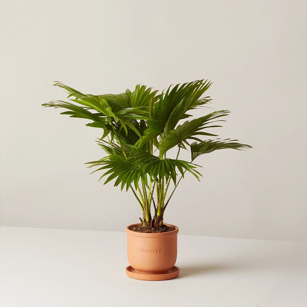 Ливистона Ротундифолиа d12 купить на OZON по низкой цене (1768208720)