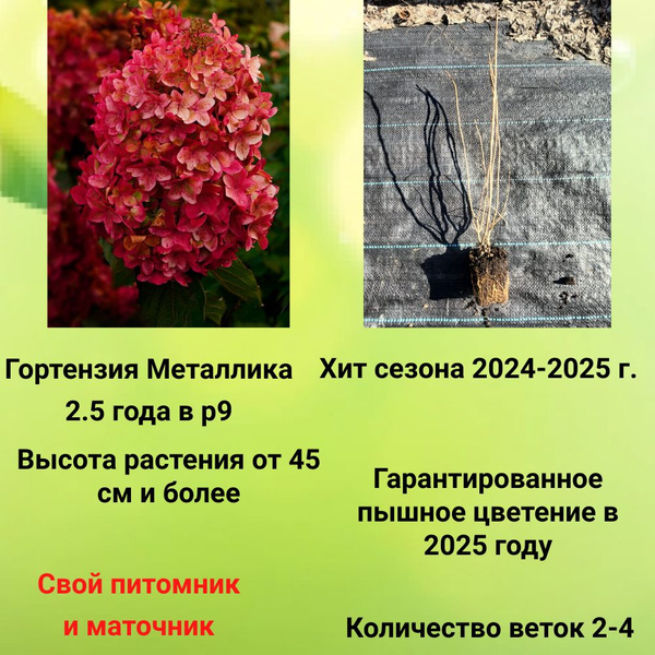 Гортензия Металлика 2,5 года в горшке р9 купить на OZON по низкой цене ...