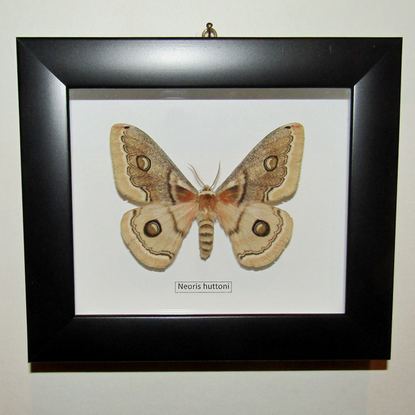 Сатурния Neoris Huttoni самка в рамке купить на Ozon по низкой цене 1777071701