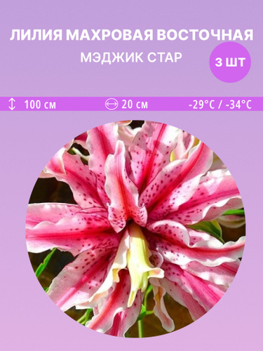 24 отзыва на Лилия восточная Мэджик Стар, многолетние цветы для сада и ...
