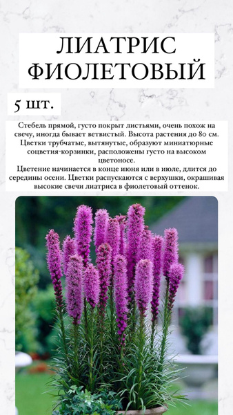 Луковицы Лиатрис купить по выгодной цене в интернет-магазине OZON ...