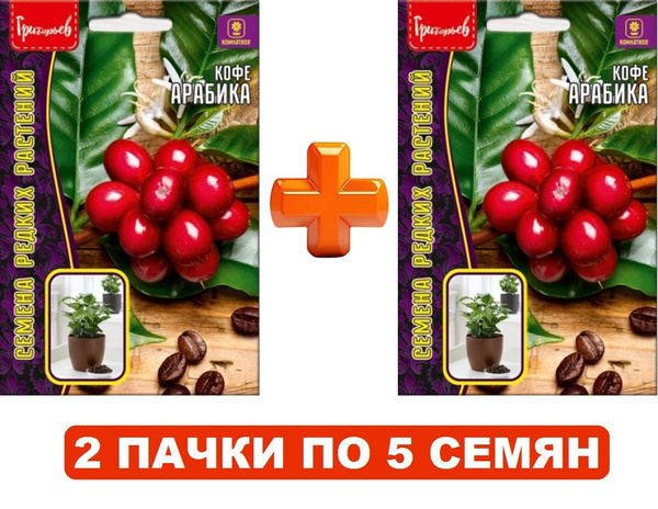 Кофейное дерево Григорьев Кофе Арабика_2_Кофе карликовый комнатный ...