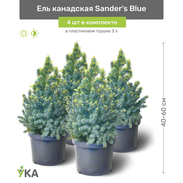 Ель канадская Sanders Blue (Сандерс Блю) 40-60 см в пластиковом горшке ...