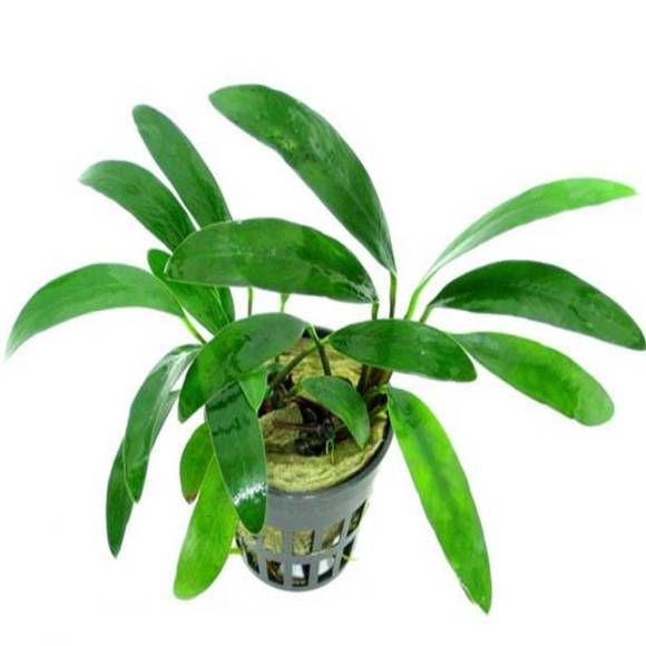 Анубиас афцели (1 куст). Живые растения для аквариума - купить с ...