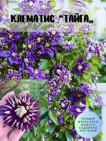 Клематис Тайга - купить с доставкой по выгодным ценам в интернет ...