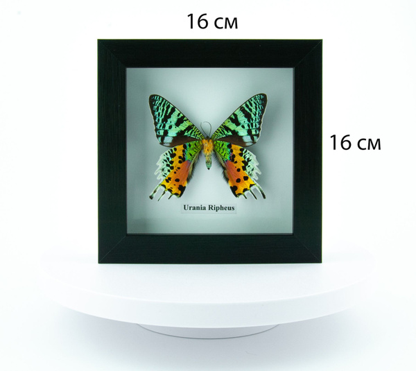 Украшение настенное интерьерное Urania Ripheus (Урания Мадагаскарская ...