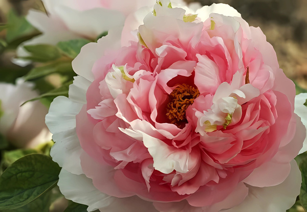 Саженец Пион древовидный Tao Hong Fei Cui, С2 (2 литра) ЗКС - купить с ...