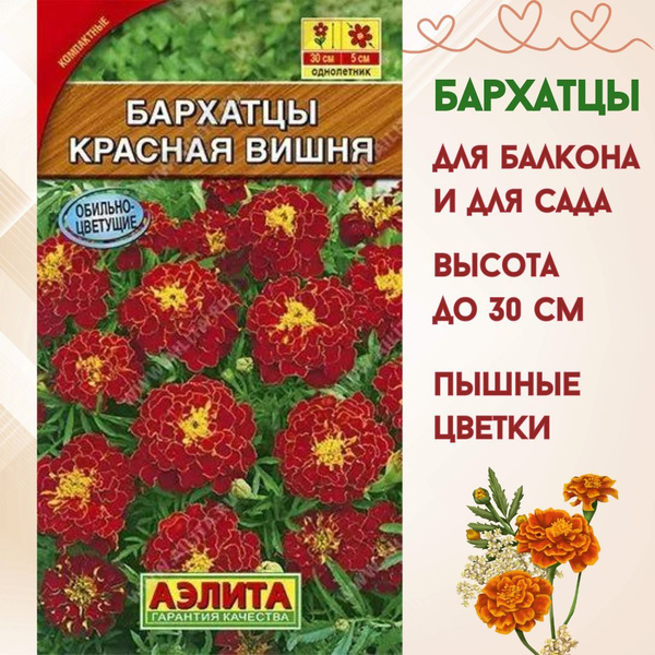 Бархатцы Аэлита цветы - купить по выгодным ценам в интернет-магазине ...