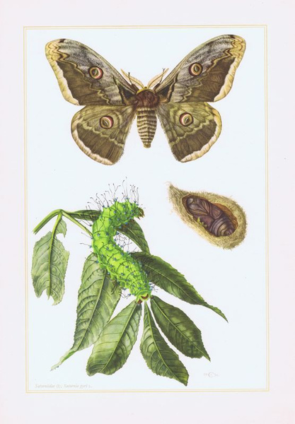 Бабочки. Павлиноглазка грушевая. Антикварная офсетная литография. Германия, 1961 год купить на ...