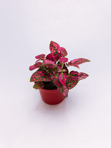 Hypoestes sp (гипоэстес сп) - купить с доставкой по выгодным ценам в ...