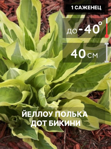 Хосты хоста1шт - купить по выгодным ценам в интернет-магазине OZON ...