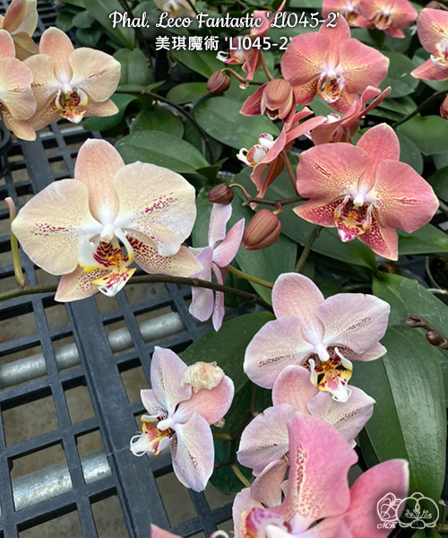 Орхидея фаленопсис, ОрхидФлора,Leco Fantastic 'Ll045-2', р. 2,5 купить на OZON по низкой цене ...