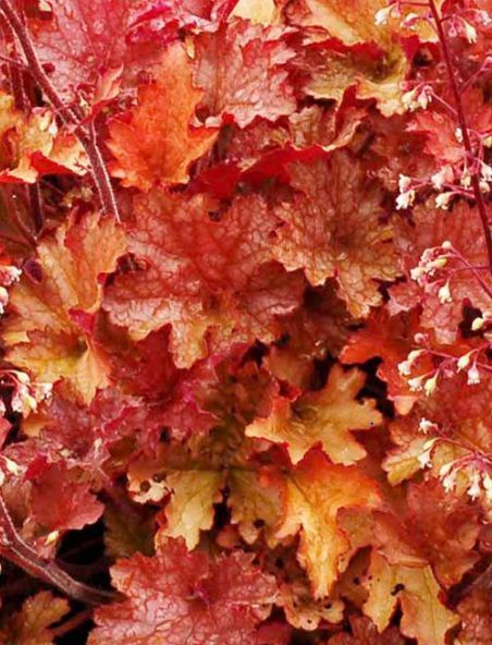 Гейхера Ginger Peach (Джинджер Пич) купить на OZON по низкой цене (1430195657)