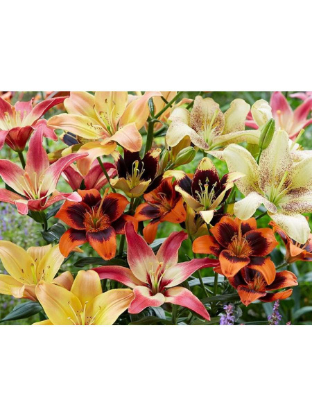 Клубни Лилии EYWA купить по выгодной цене в интернет-магазине OZON ...