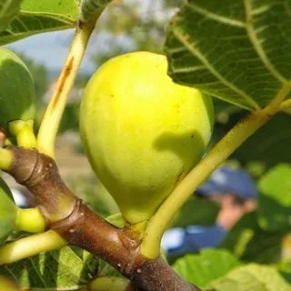 Инжир Адриатический белый - купить с доставкой по выгодным ценам в ...