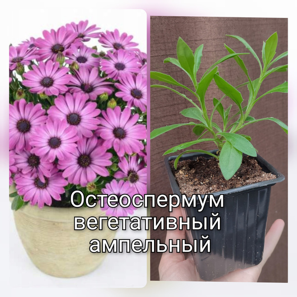Остеоспермум рассада ампельный Outside Pink рассада в горшке - купить с ...