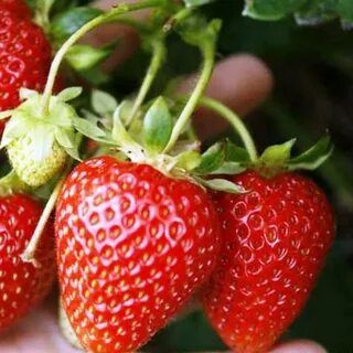 Земляника садовая Корона - купить с доставкой по выгодным ценам в ...