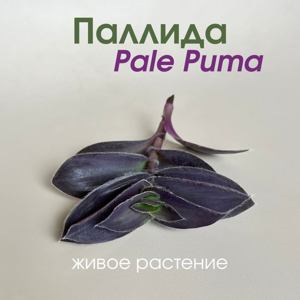 Традесканция Pallida pale puma, 2 шт - купить по выгодной цене в ...