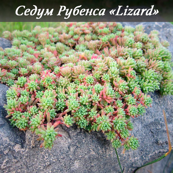 Седум краснеющий "Ящерица" (Sedum Rubens Lizard) Рубенса Лизард саженец ...