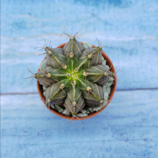 Кактус Gymnocalycium Friedrichii (Гимнокалициум). Диаметр горшка 5 см ...