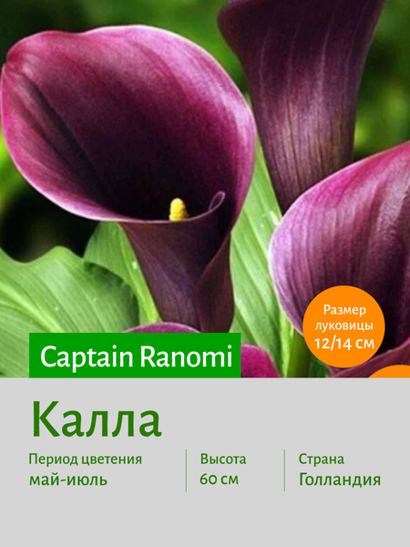 Калла Каптайт Раноми (Captain Ranomi) 1 шт СОТКА купить на OZON по ...