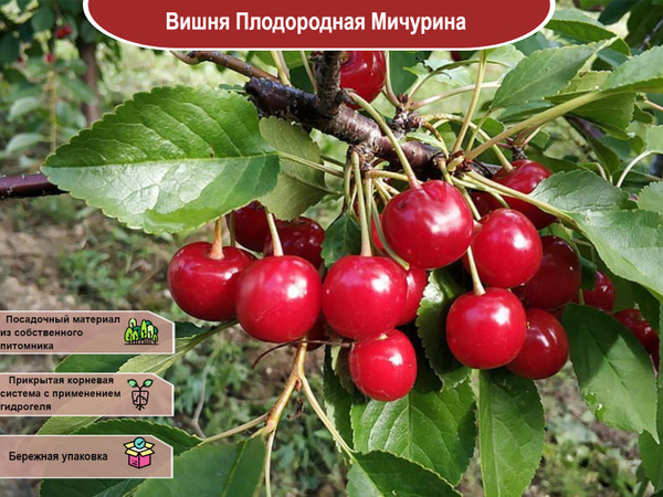 Вишня Плодородная Мичурина - купить с доставкой по выгодным ценам в ...