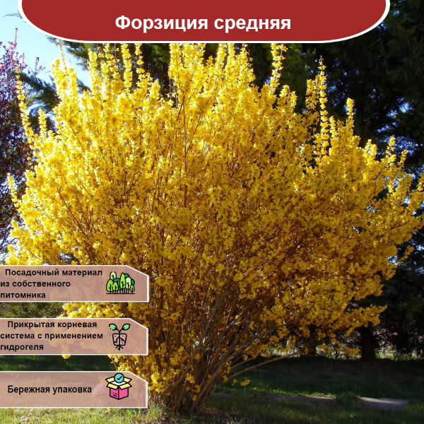 Форзиция средняя купить на OZON по низкой цене (1174957866)
