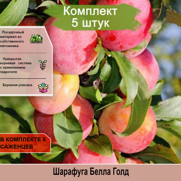5 штук Шарафуга Белла Голд - купить с доставкой по выгодным ценам в ...