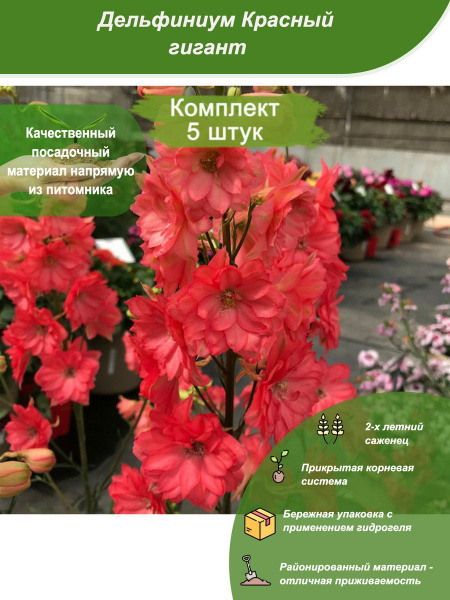 5шт / Дельфиниум Красный гигант - купить с доставкой по выгодным ценам ...