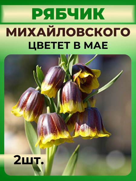 Луковицы Рябчик Russian Garden купить по выгодной цене в интернет ...