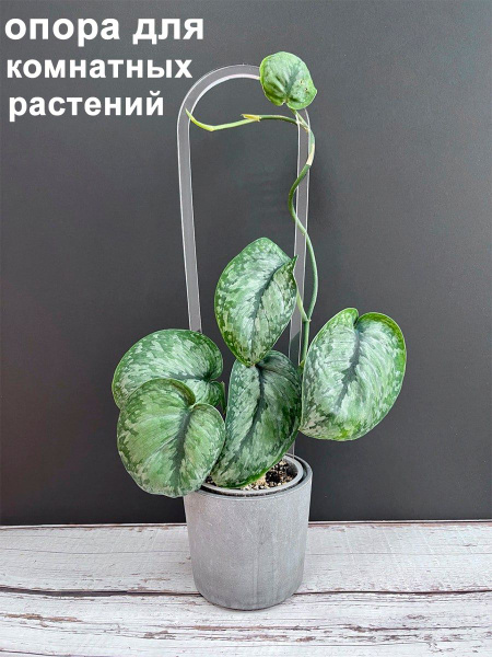 Опора для комнатных растений, 40 см, прозрачная, дуга купить на OZON по ...