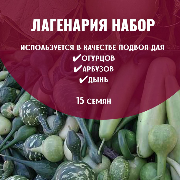 Лагенария Лагенария - купить по выгодным ценам в интернет-магазине OZON ...