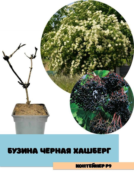 Бузина черная Хашберг крупноплодная - купить с доставкой по выгодным ...