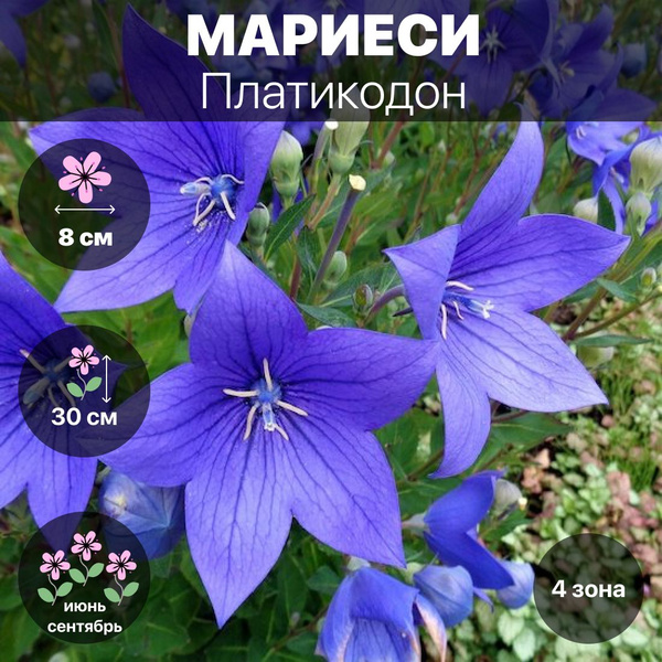 Клубни Колокольчики, Платикодон COLORLINE купить по выгодной цене в ...