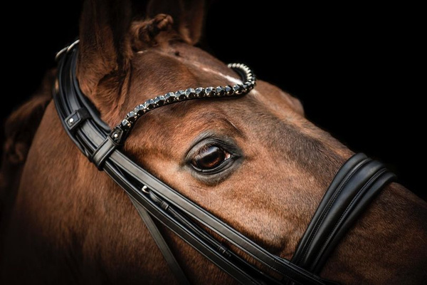 Налобник Utzon Equestrian Empire ebony, черный full - купить с ...