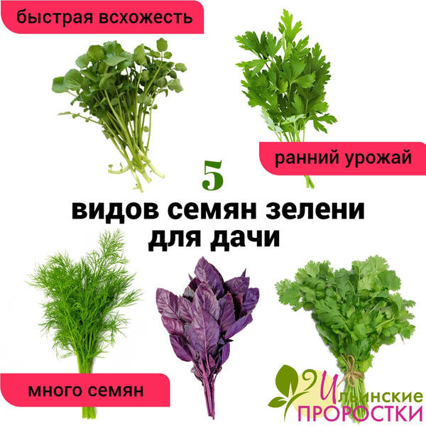 Базилик, Шпинат зелень для дачи - купить по выгодным ценам в интернет ...