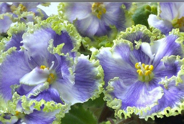 Фиалка Kei yoki ( крупный пасынок) купить на OZON по низкой цене ...