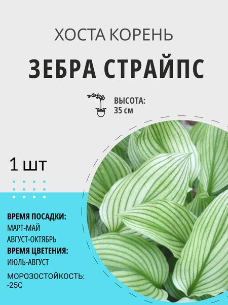 Хосты хоста1шт_Зебра Страйпс - купить по выгодным ценам в интернет ...
