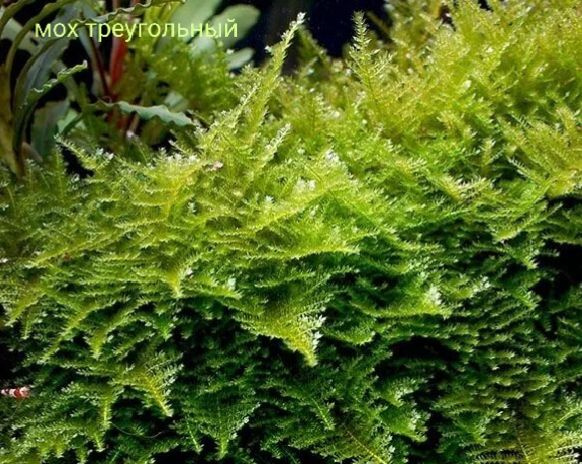 Мох треугольный - Cratoneuron Filicinum Triangle moss - купить с ...