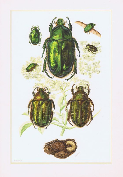 Жуки. Бронзовка медная, золотистая и красивая. Антикварная офсетная литография. Германия, 1961 ...