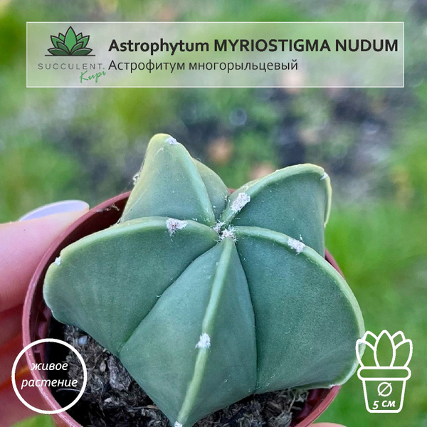 Характеристики Astrophytum MYRIOSTIGMA NUDUM / диаметр горшка 5 см ...