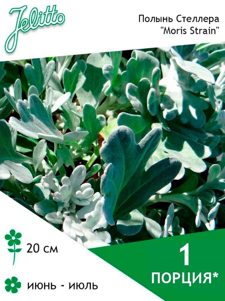 Полынь Jelitto Полынь Стеллера "Moris Strain" - купить по выгодным ...
