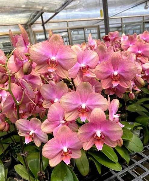 Живая орхидея фаленопсис Baby Dynamite / Бэби Динамит ( мох. горшок 2,8 ...