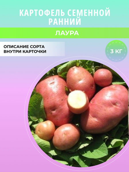 Клубни Картофель купить по выгодной цене в интернет-магазине OZON ...