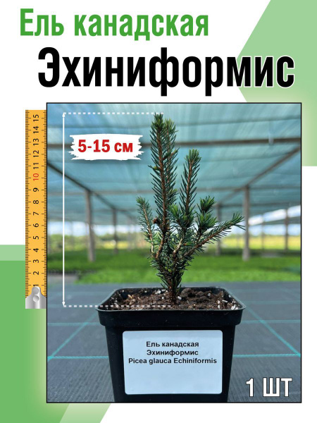 Ель канадская Эхиниформис купить на OZON по низкой цене (1731593369)