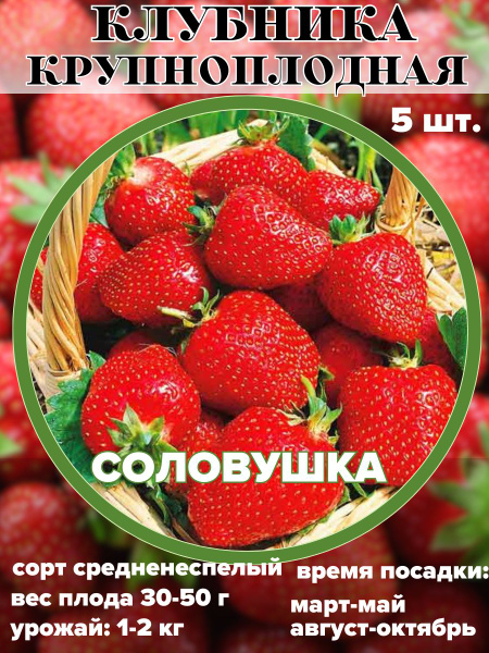 Характеристики Клубника крупноплодная Соловушка, рассада, саженцы 5 ...
