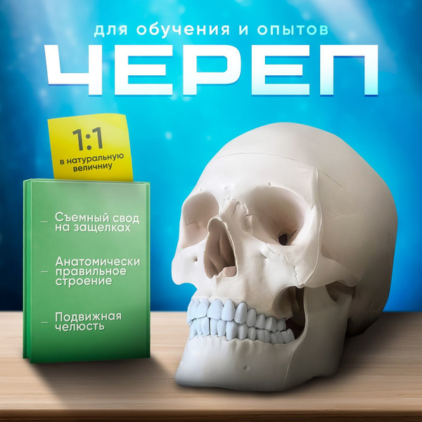 Череп человека анатомический, учебный, макет черепа 1:1 - купить с ...